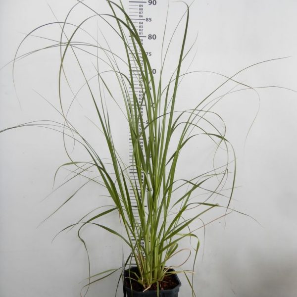 Ukrasna trava - Drijen