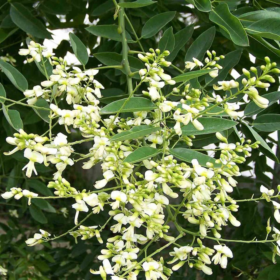 Japanska sofora – Drijen