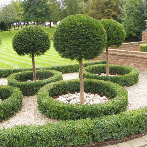 Vanjsko bilje - Drijen