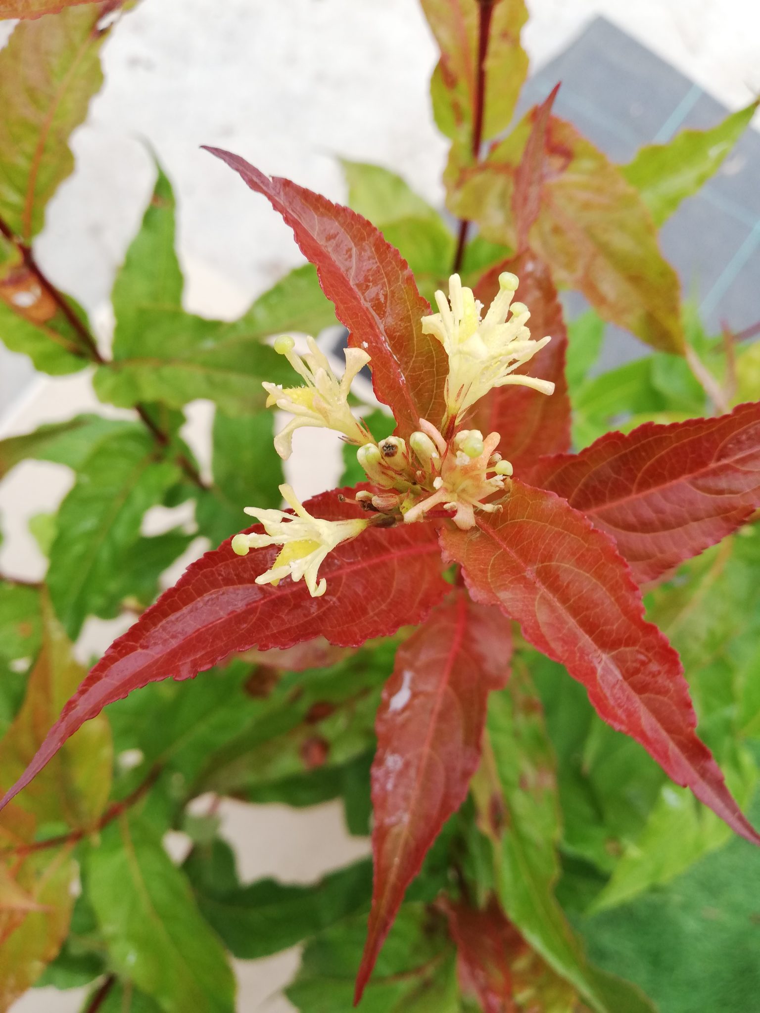 Diervilla 'Kodiak Red' - Drijen