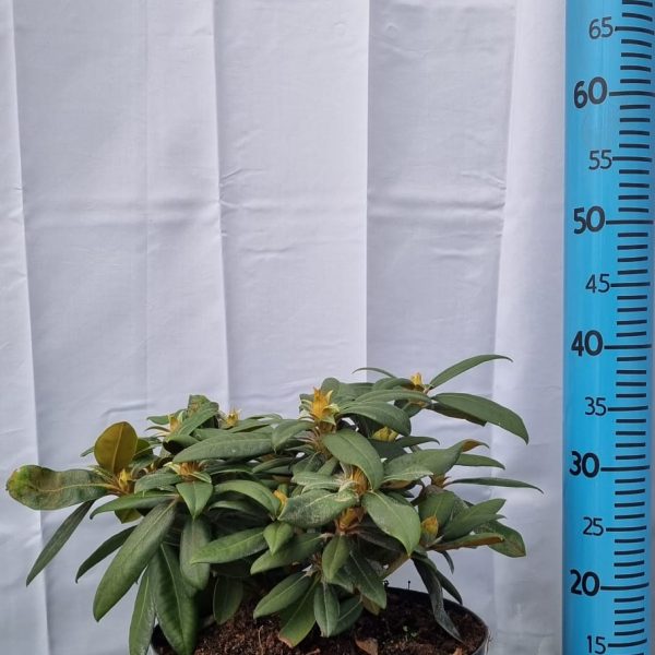 Rododendron - Drijen