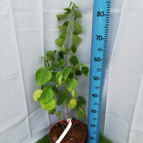 Judino drvo - Drijen