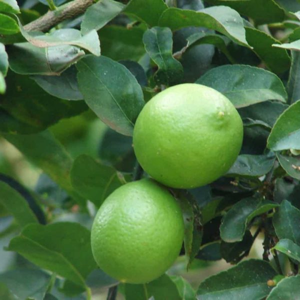 Limeta - Drijen