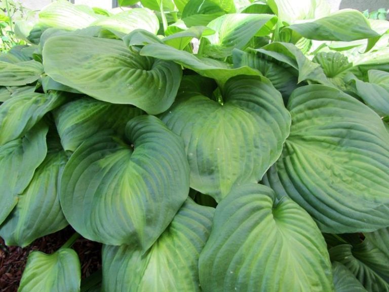 Hosta 'Avocado' - Drijen