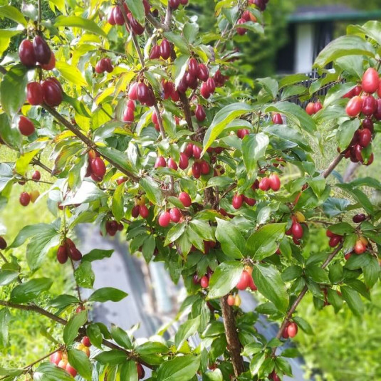 Domača stran - Drijen