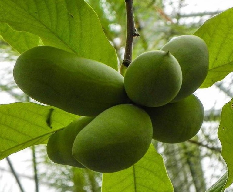 Indijanska banana 'Davis' - Drijen