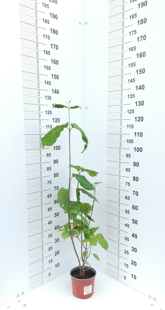 Sinocalycanthus chinensis - Drijen