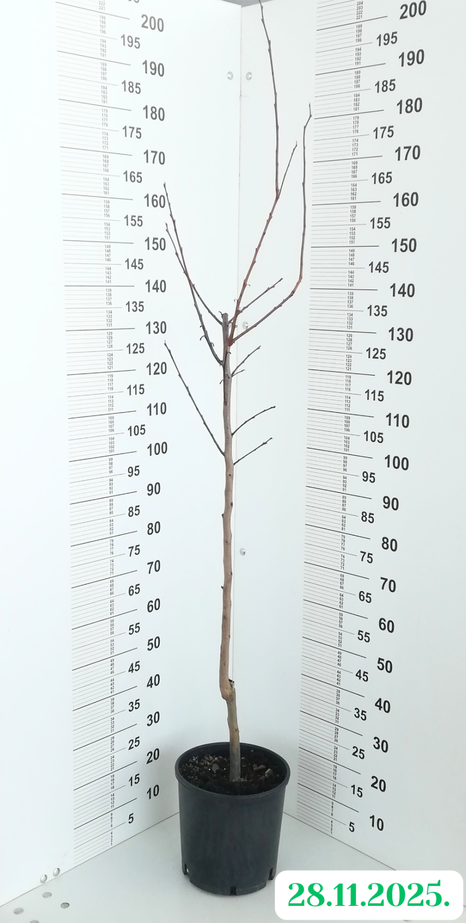 Kaki 'Ragno' - Drijen