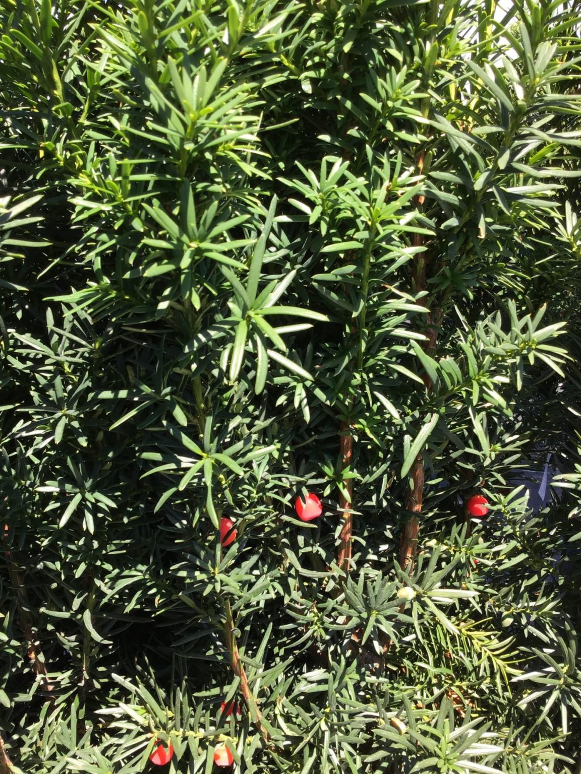 Tisa 'Hicksii' - Drijen