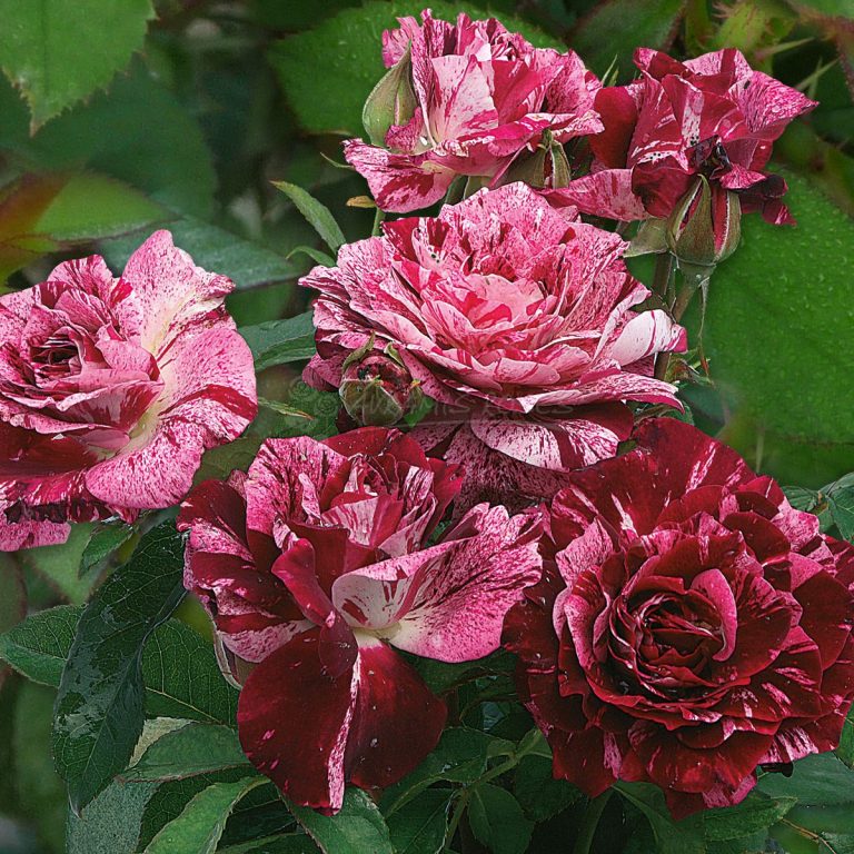 Vrtni Centar Drijen d.o.o. - prodaja voćnih sadnica i ukrasnog bilja