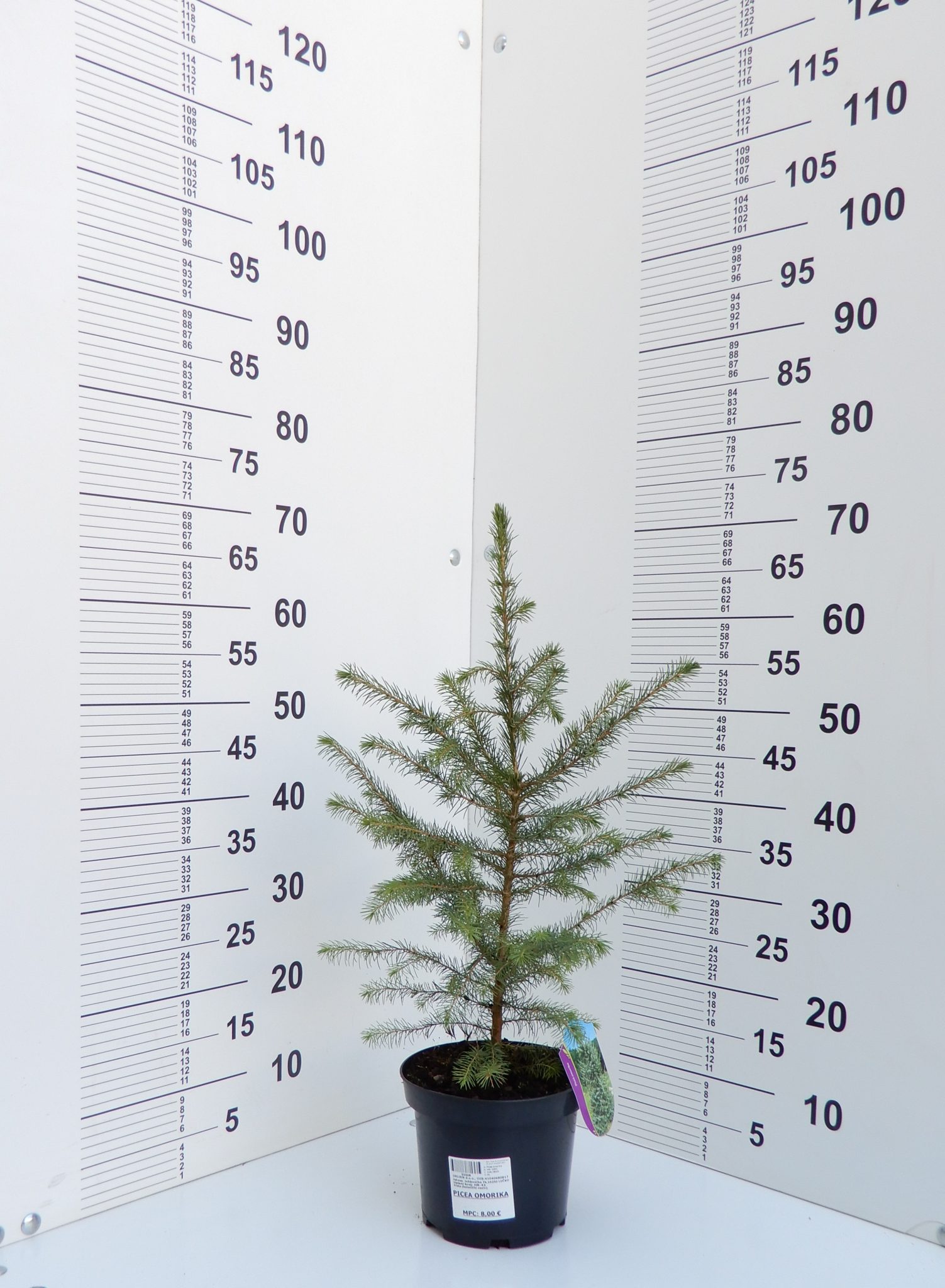 Picea omorika - Drijen