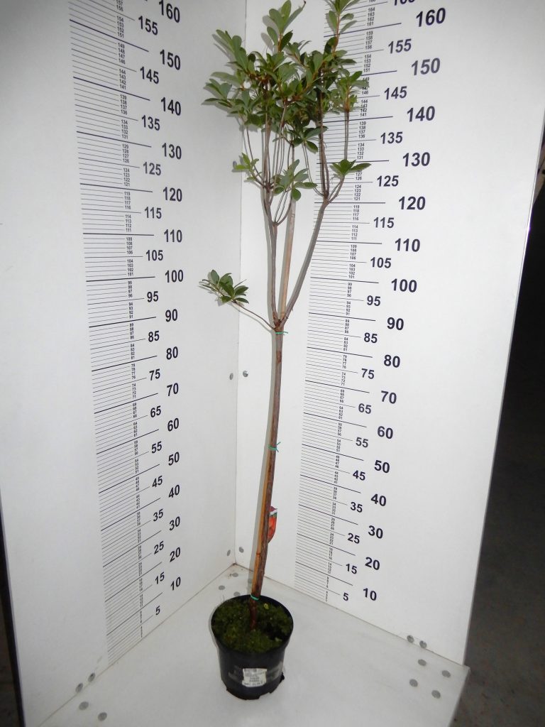 Azalea 'Fanal' - Drijen