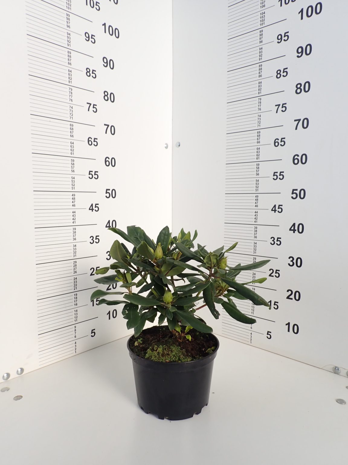 Rododendron 'Polarnacht' - Drijen