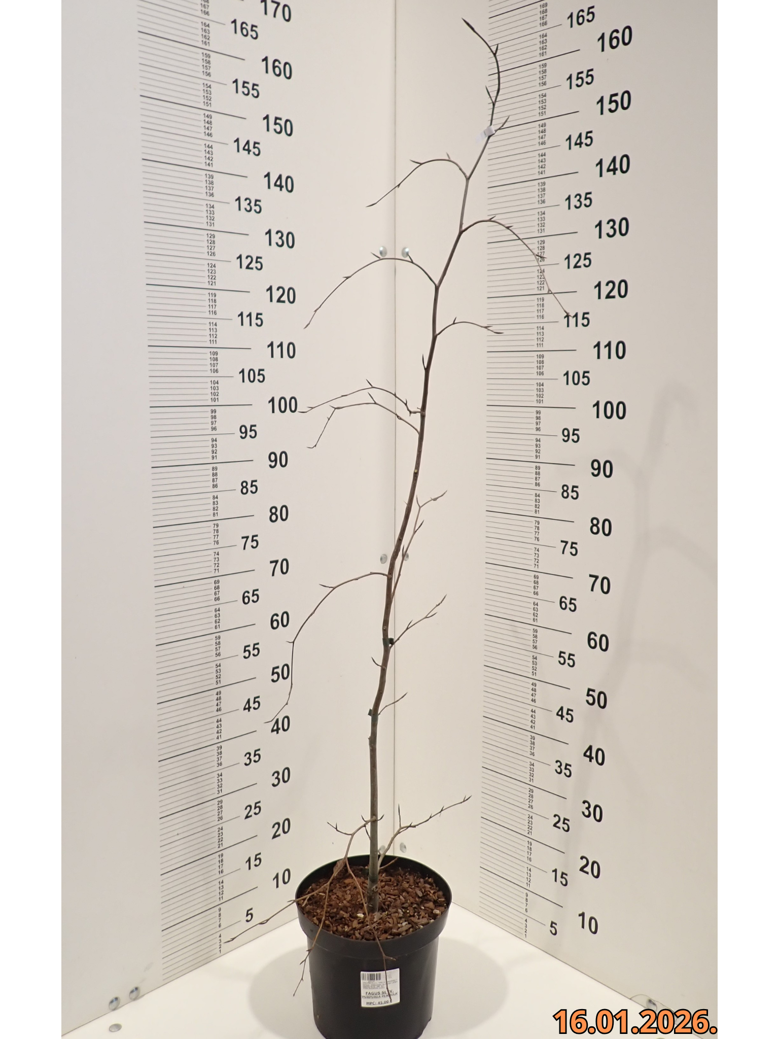 Bukev 'Purpurea Pendula' - Drijen