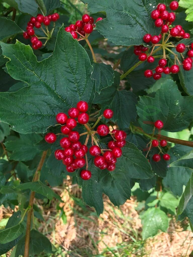 Viburnum 'Ulgen' - Drijen