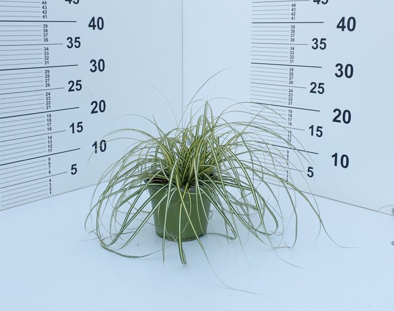 Carex oshimensis - Drijen